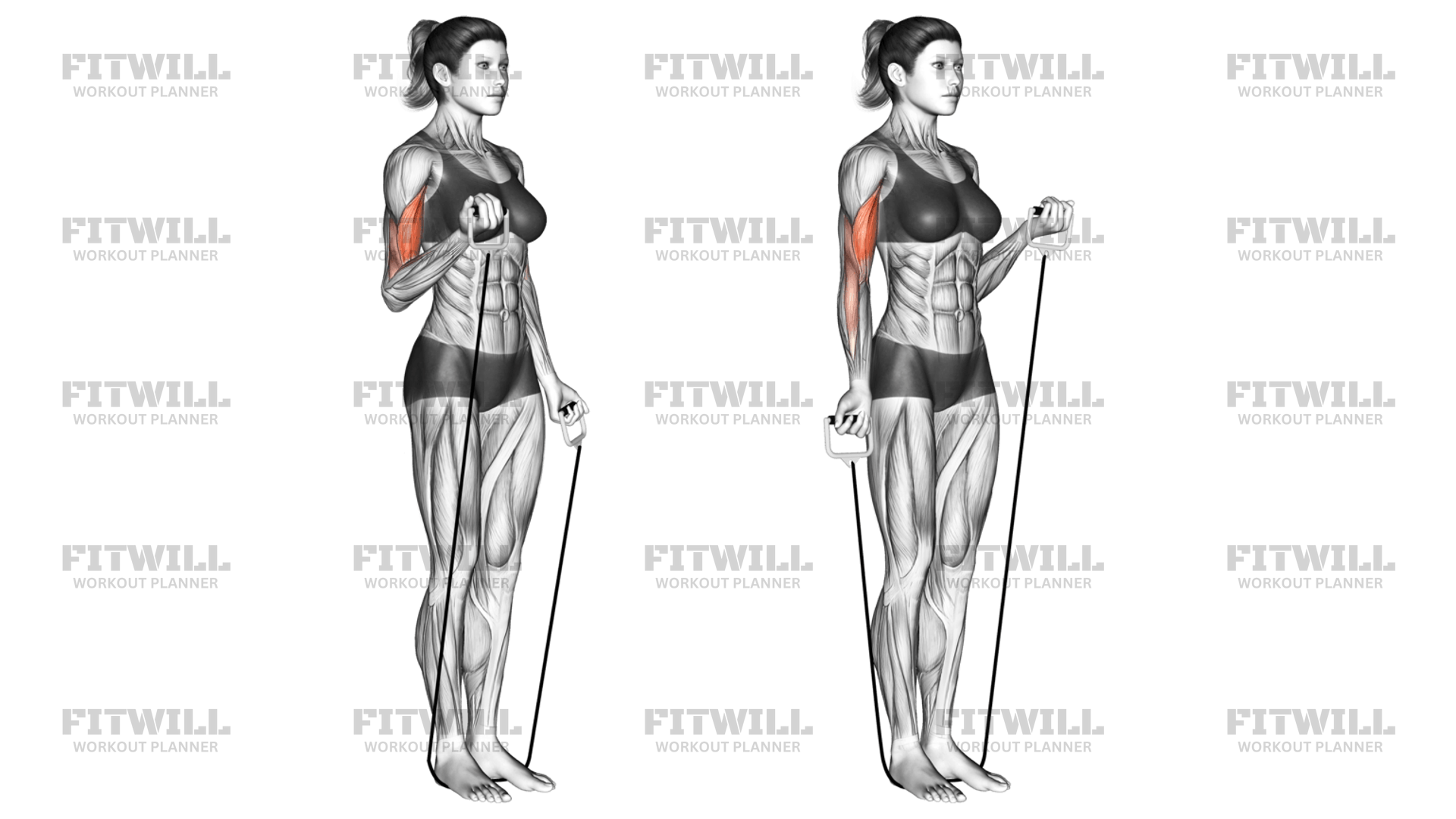 Alternate Biceps Curl (with Band): Exercise Guide, Techniques, Benefits ...