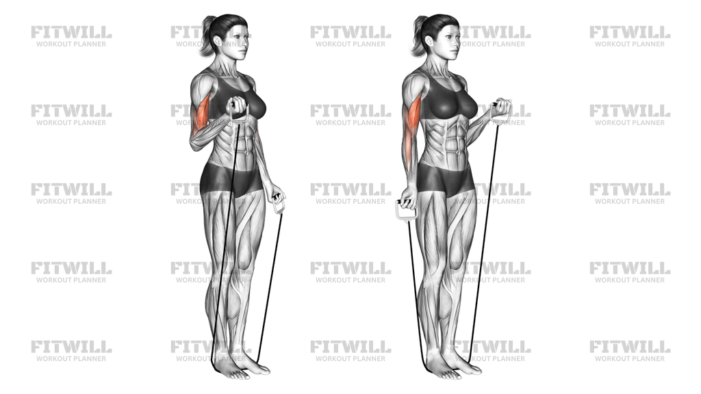 Alternate Biceps Curl (with Band): Exercise Guide, Techniques, Benefits ...