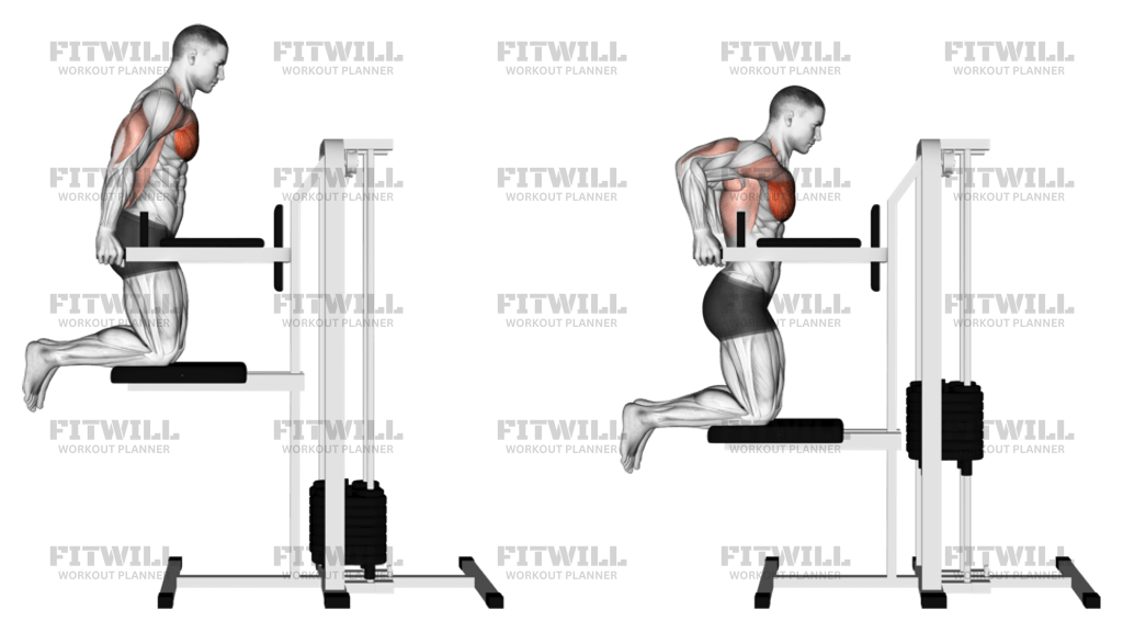 Assisted Chest Dip (kneeling): Exercise Guide, Video, Techniques ...