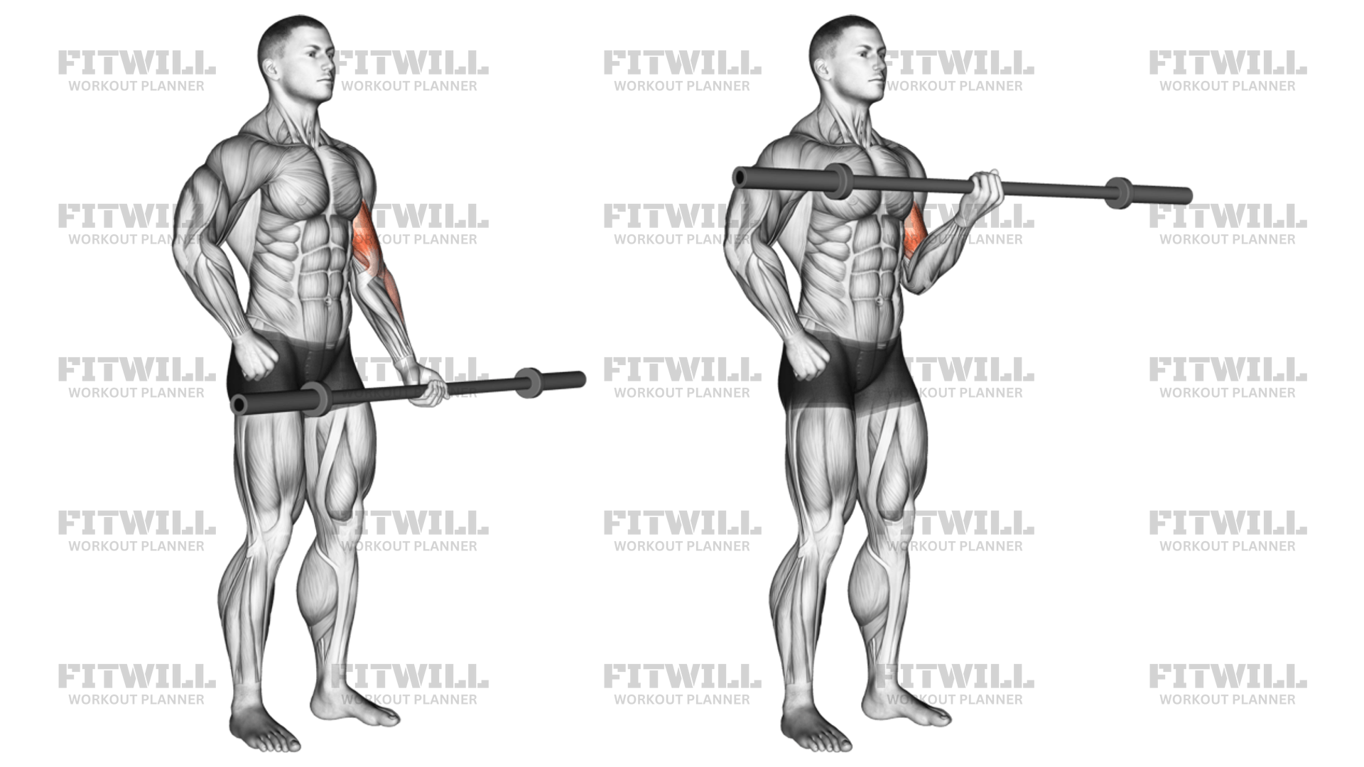 Barbell Alternate Biceps Curl: Exercise Guide, Video, Techniques, Benefits, How to, Muscles ...