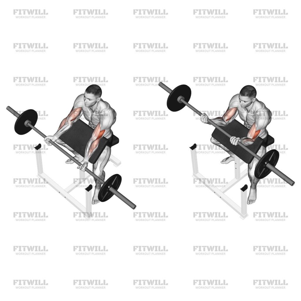 Big Arms Gym Workout | Workout Library | Fitwill