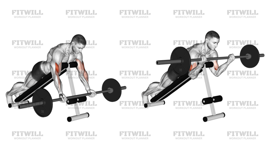 Big Arms | Workout Library | Fitwill