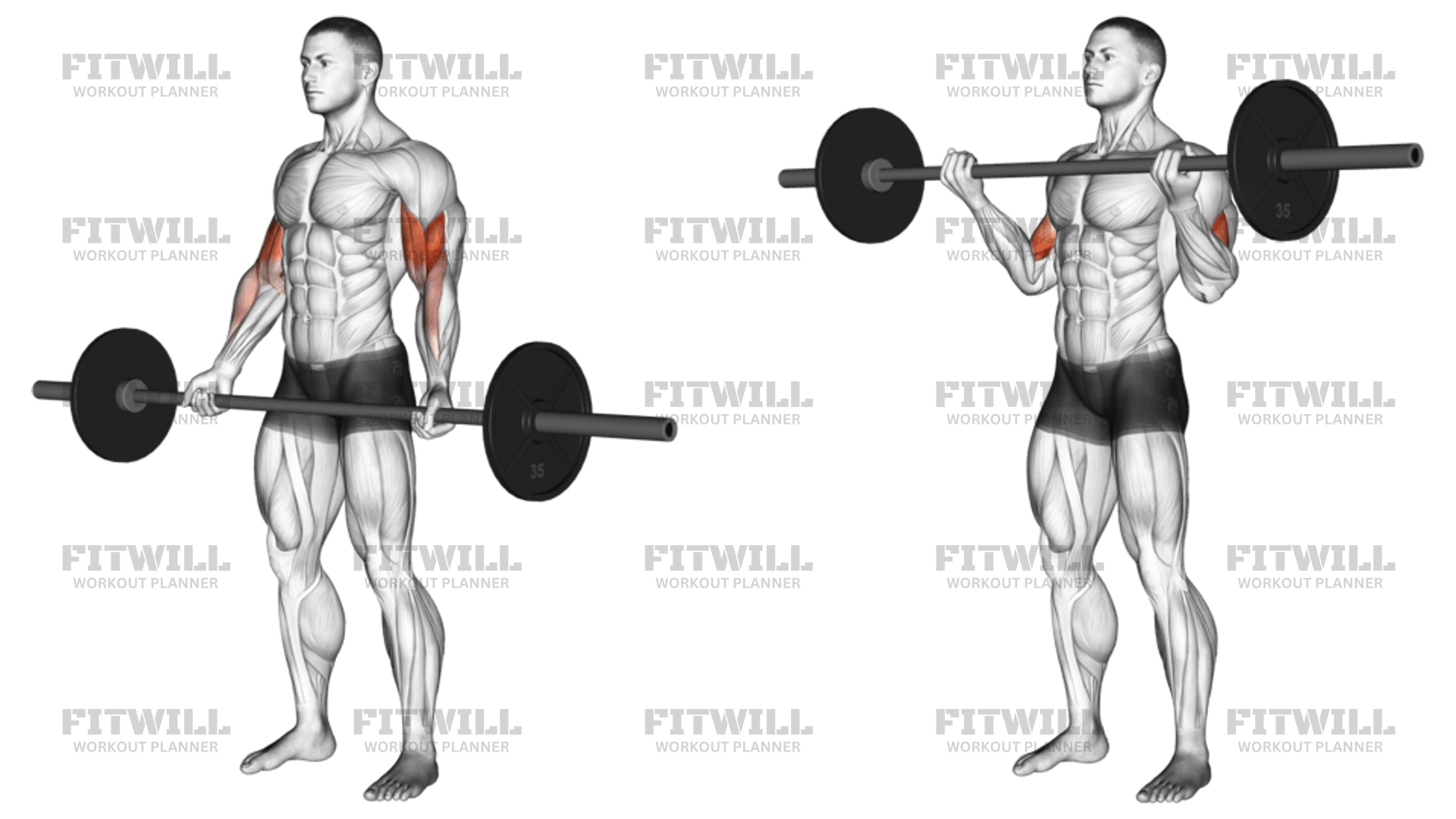 Barbell Standing Wide-grip Curl: Exercise Guide, Video, Techniques, Benefits, How to, Muscles ...