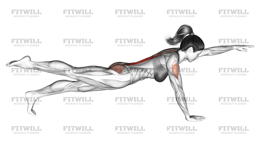 Perro Pájaros: Guía de Ejercicios, Técnicas, Beneficios, Cómo ...