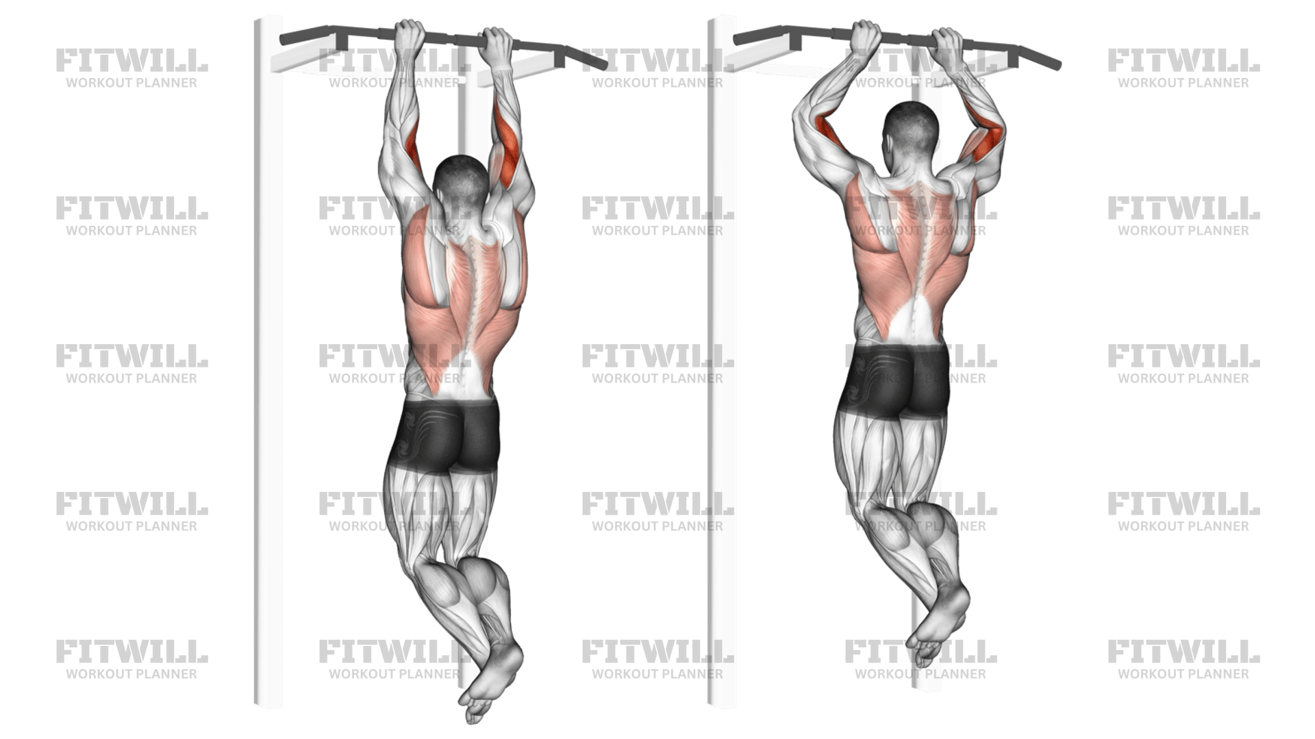 Brachialis Pull-up: Guide, Techniques, Benefits, How to, Muscles Worked ...