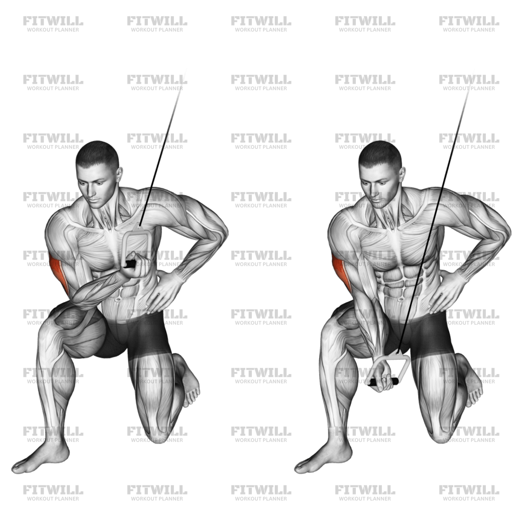 Cable Concentration Extension (on Knee): Exercise Guide, Video ...