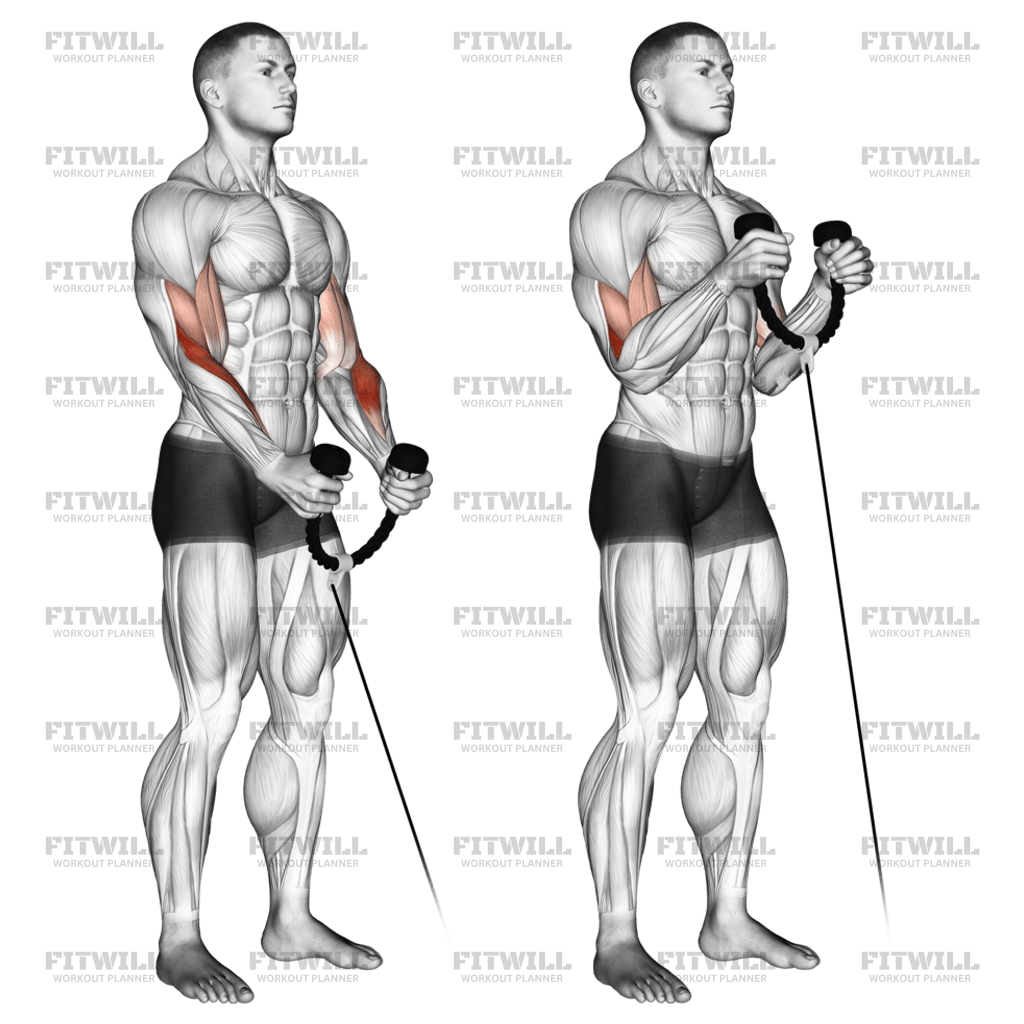 Cable Rope Hammer Curl Exercise Guide Video Techniques Benefits How To Muscles Worked
