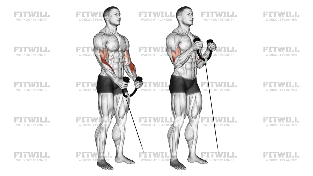 Cable Rope Hammer Curl Exercise Guide Video Techniques Benefits How to Muscles Worked Tips Tricks Fitwill