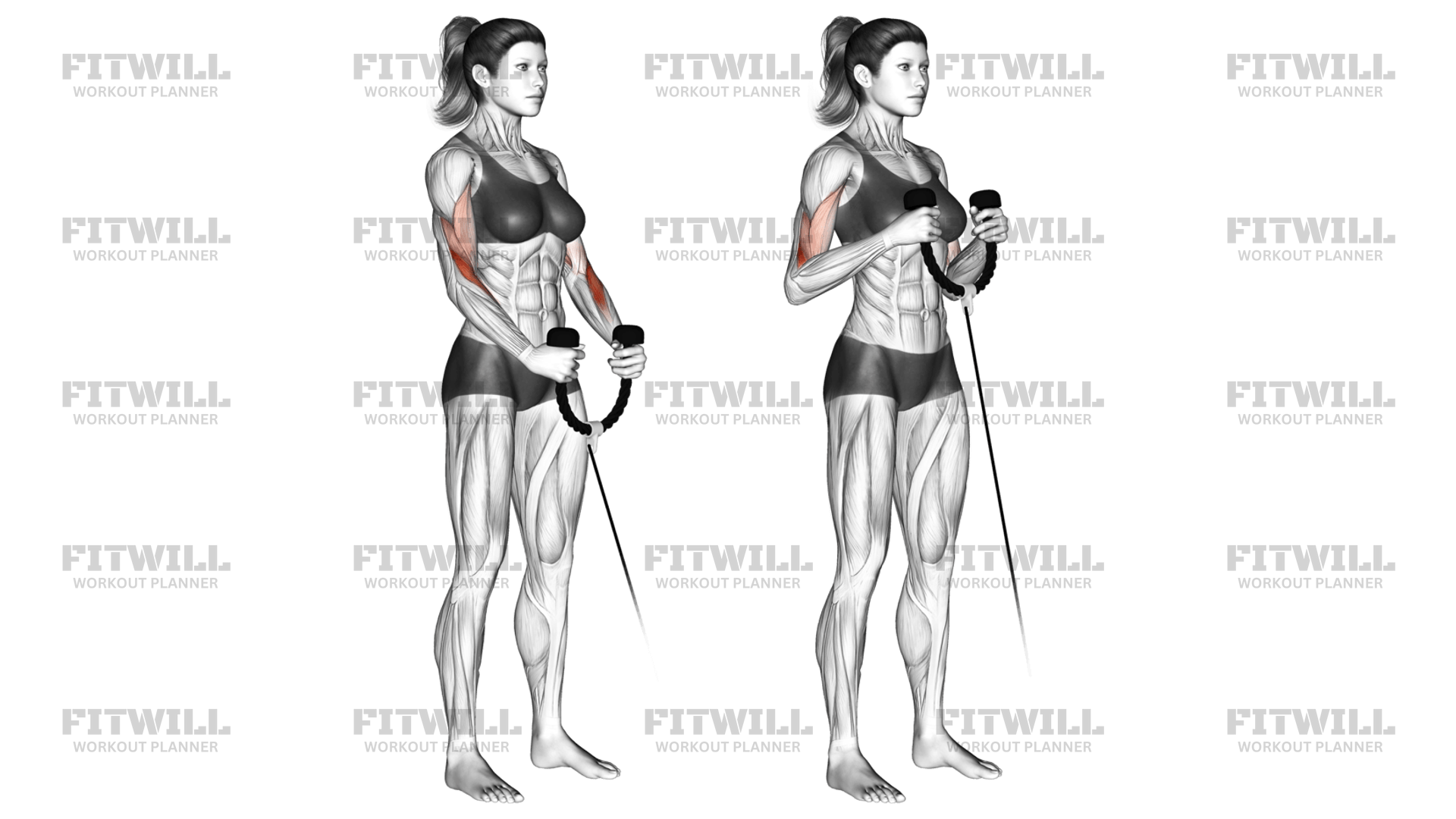 Cable Hammer Curl: Exercise Guide, Video, Techniques, Benefits, How to ...