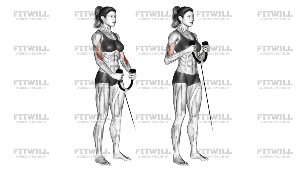 Cable Hammer Curl: Exercise Guide, Video, Techniques, Benefits, How to ...