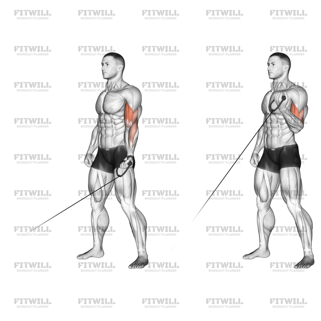 Cable One Arm Curl: Exercise Guide, Video, Techniques, Benefits, How to ...