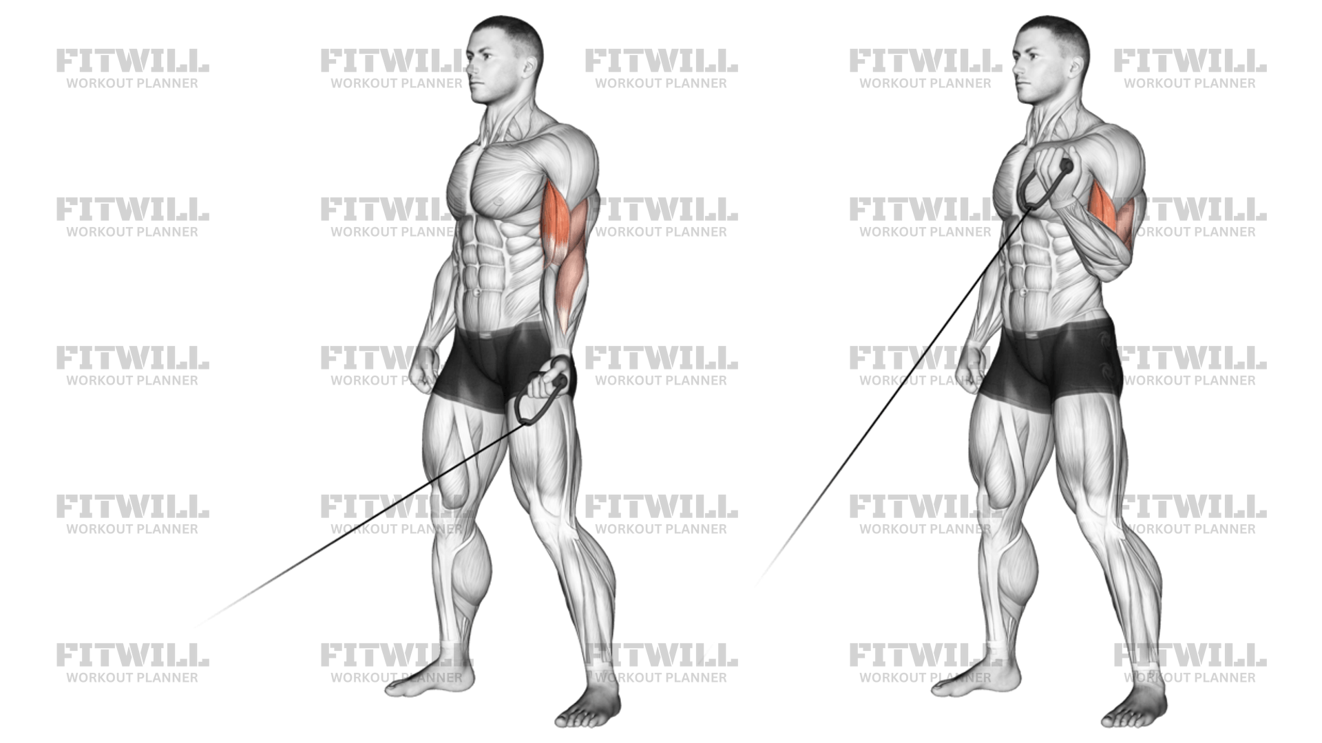 Cable One Arm Curl: Exercise Guide, Video, Techniques, Benefits, How to ...