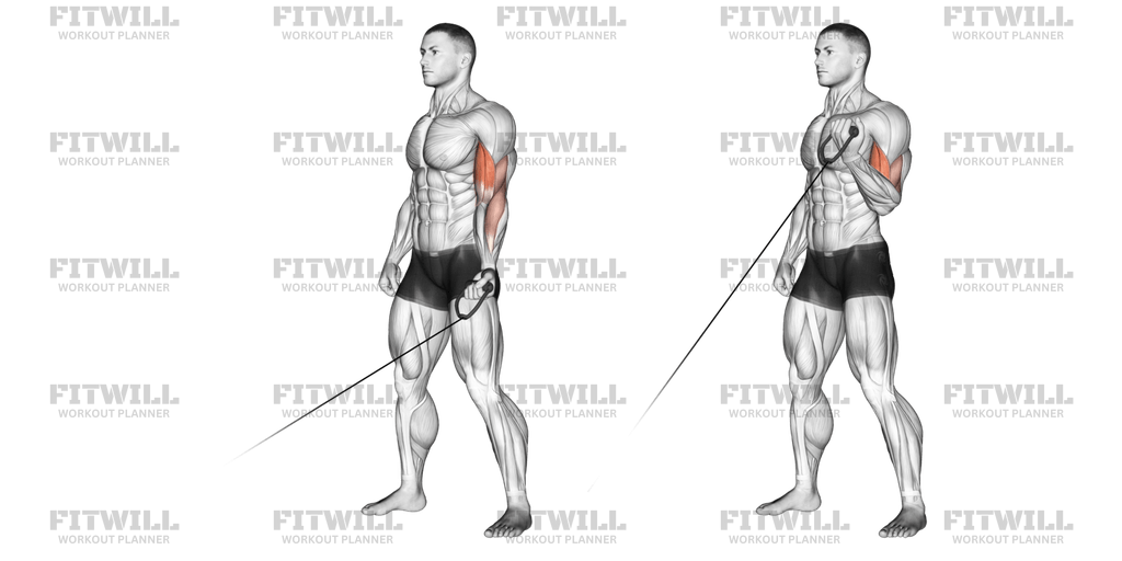 Cable One Arm Curl: Exercise Guide, Video, Techniques, Benefits, How to ...
