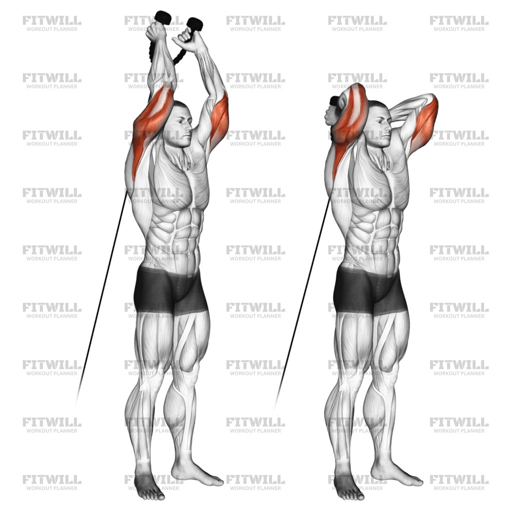 Extensión De Tríceps Por Encima De La Cabeza Con Cuerda En Polea: Guía ...