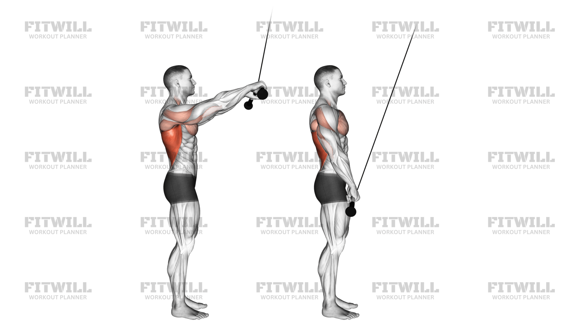 Cable Pushdown (straight Arm) (version 2): Exercise Guide, Video ...