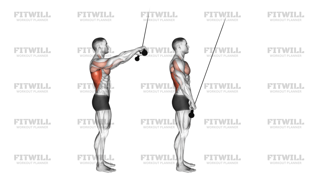 Cable Pushdown (straight Arm) (version 2): Exercise Guide, Video ...