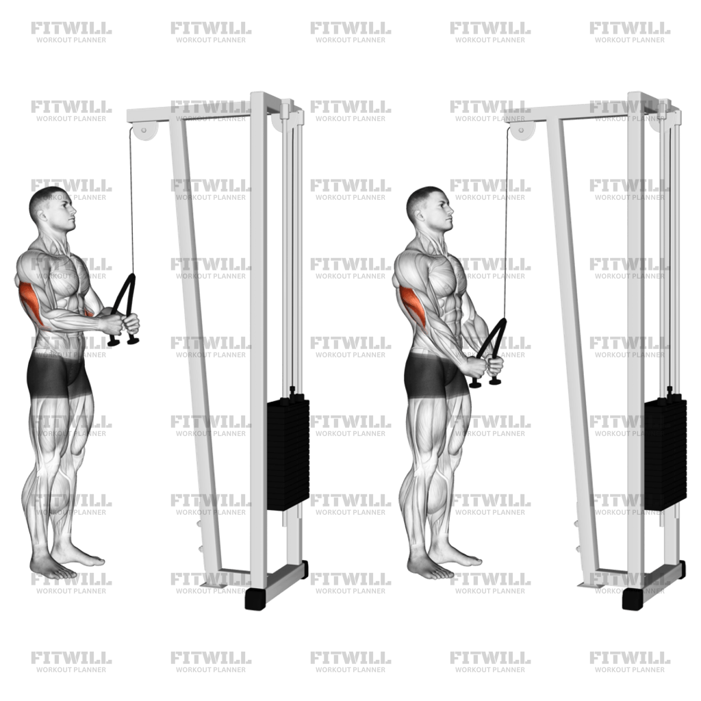 Extensión De Tríceps Con Cuerda En Polea: Guía de Ejercicios, Video ...