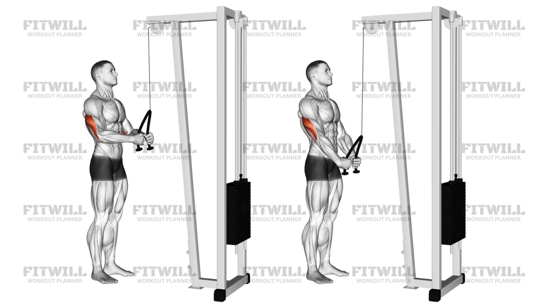 Extensión De Tríceps Con Cuerda En Polea: Guía de Ejercicios, Video ...