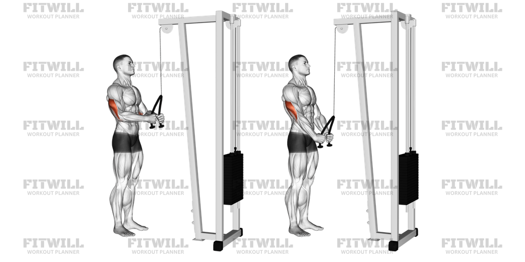 Extensión De Tríceps Con Cuerda En Polea: Guía de Ejercicios, Video ...