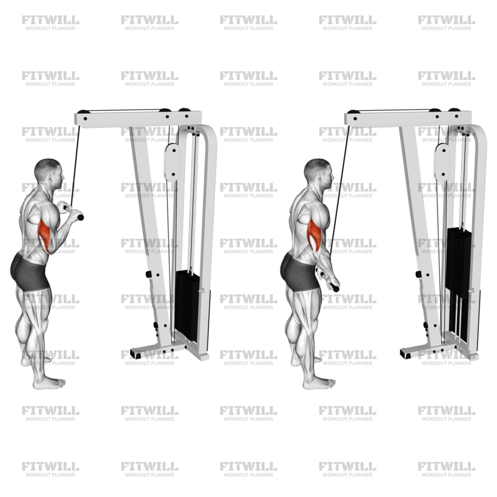 Cable Pushdown: Exercise Guide, Video, Techniques, Benefits, How to ...