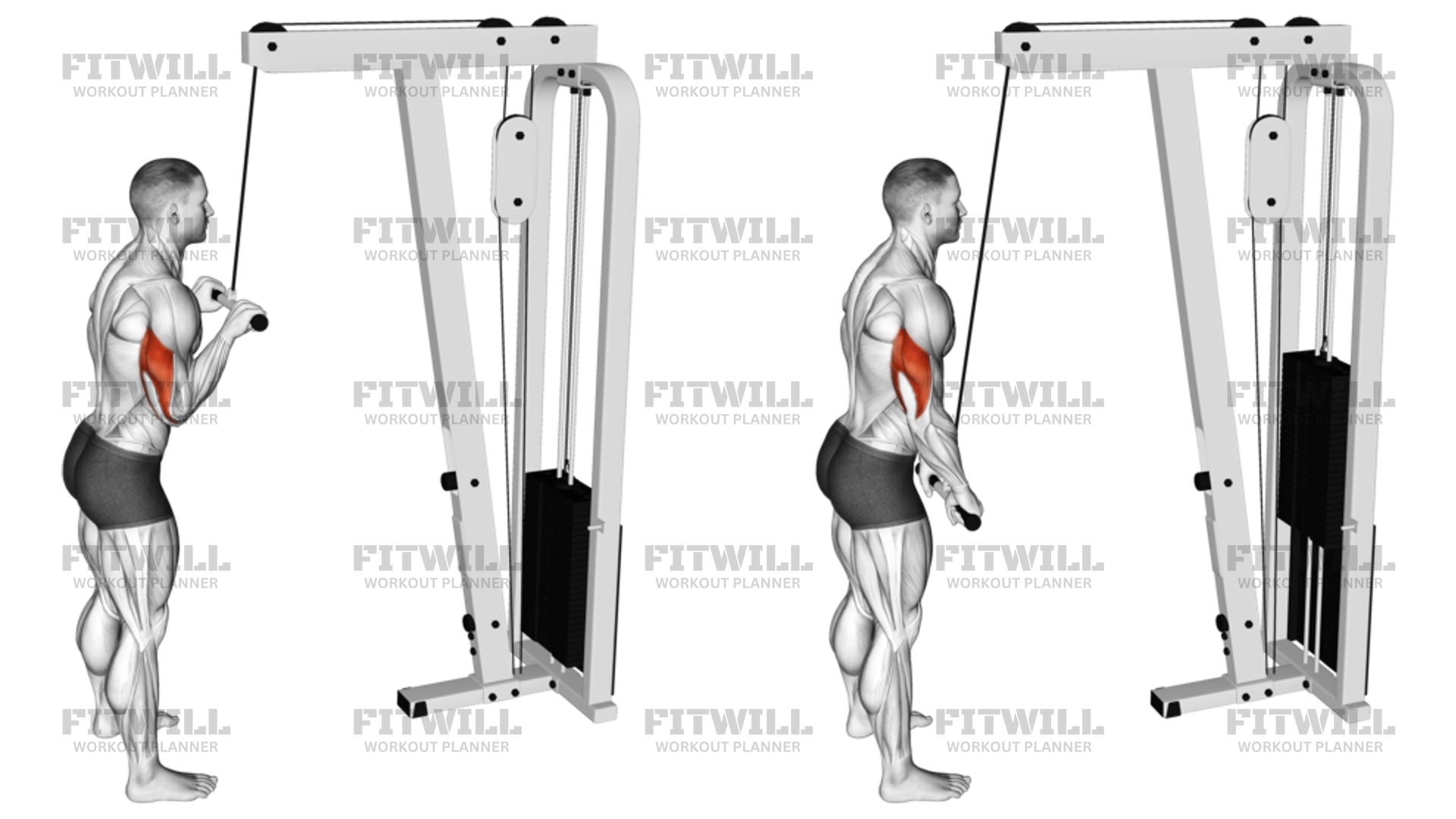 Extensión De Tríceps En Polea: Guía de Ejercicios, Video, Técnicas, Beneficios, Cómo Realizarlo ...