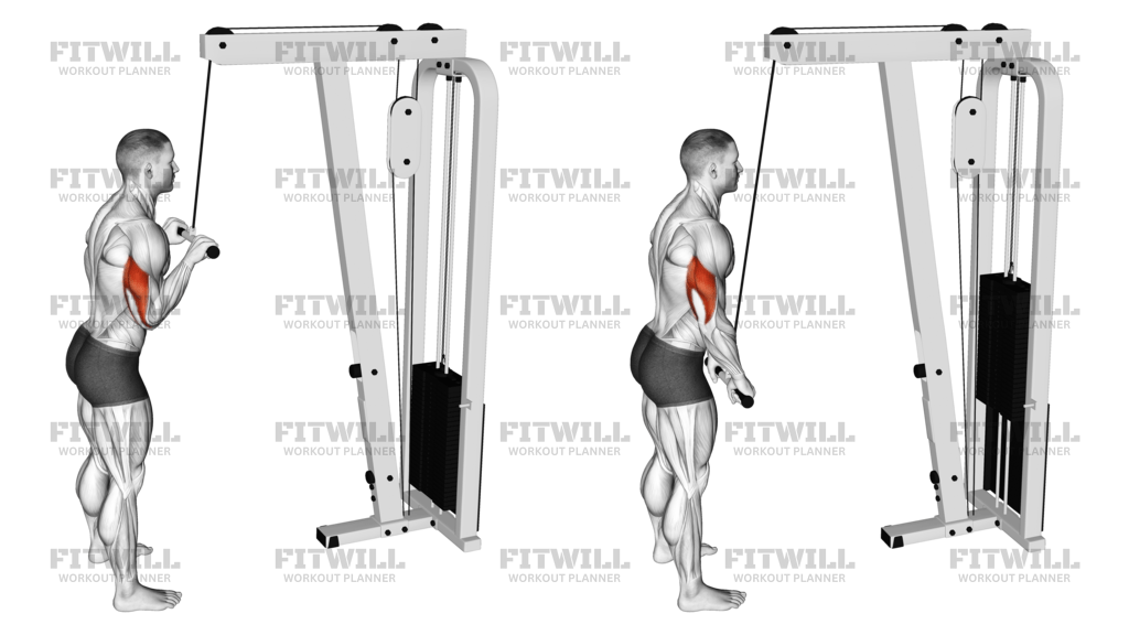 Extensión De Tríceps En Polea: Guía de Ejercicios, Video, Técnicas ...