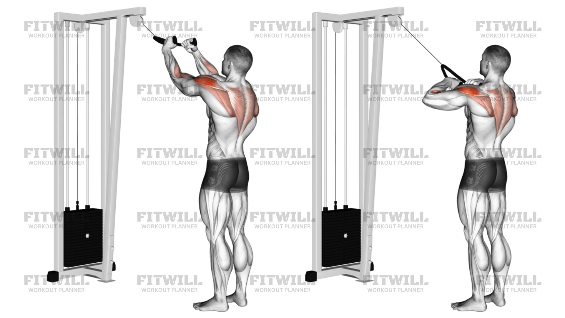 Cable Rear Delt Row (with Rope): Exercise Guide, Video, Techniques ...