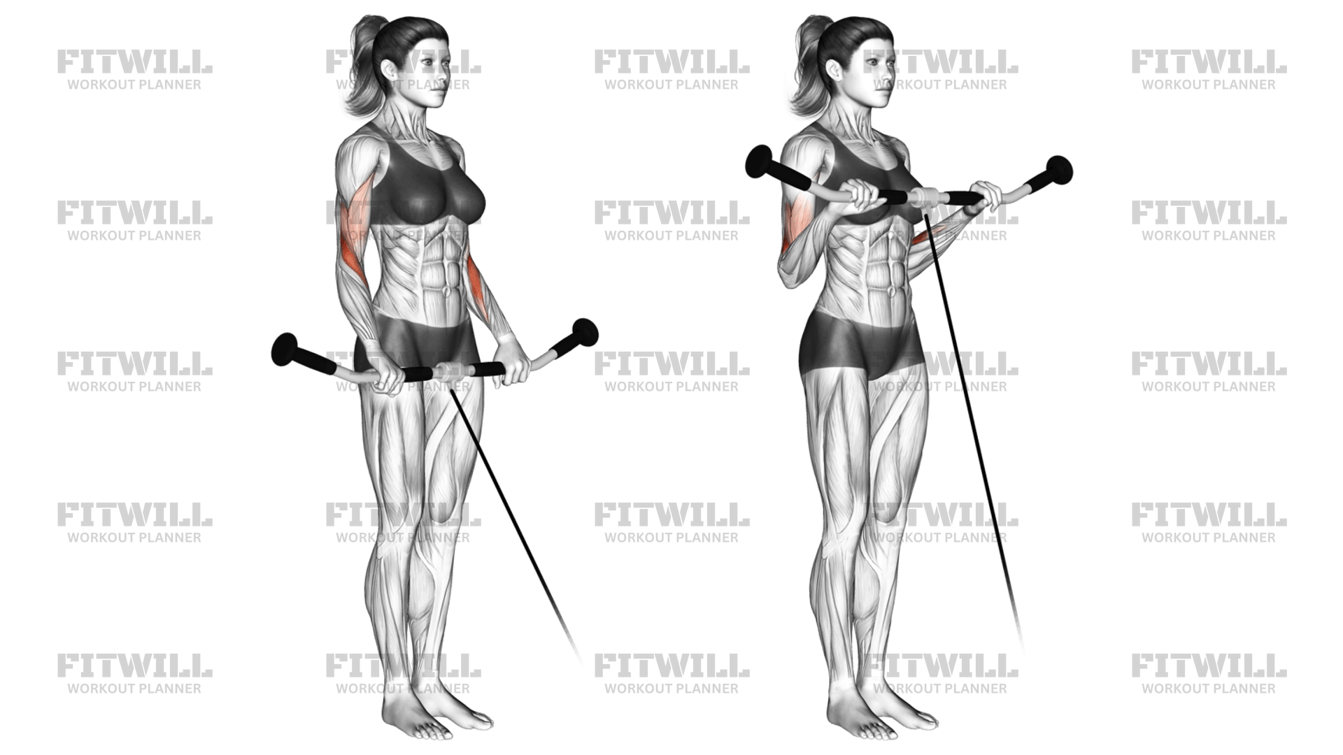 Cable Reverse Curl: Exercise Guide, Video, Techniques, Benefits, How to ...