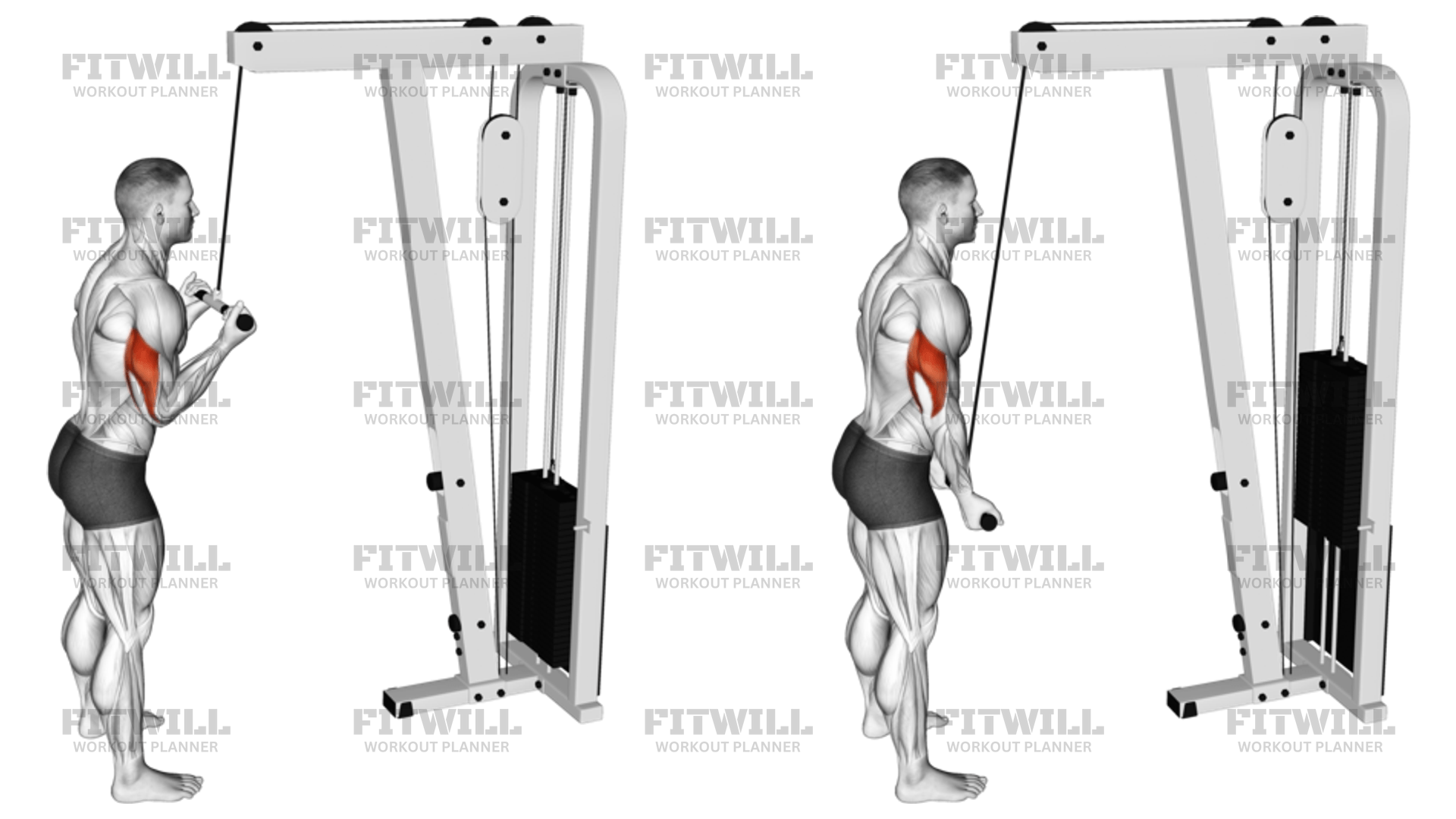Extensión De Tríceps Con Cable Y Agarre Inverso: Guía de Ejercicios ...