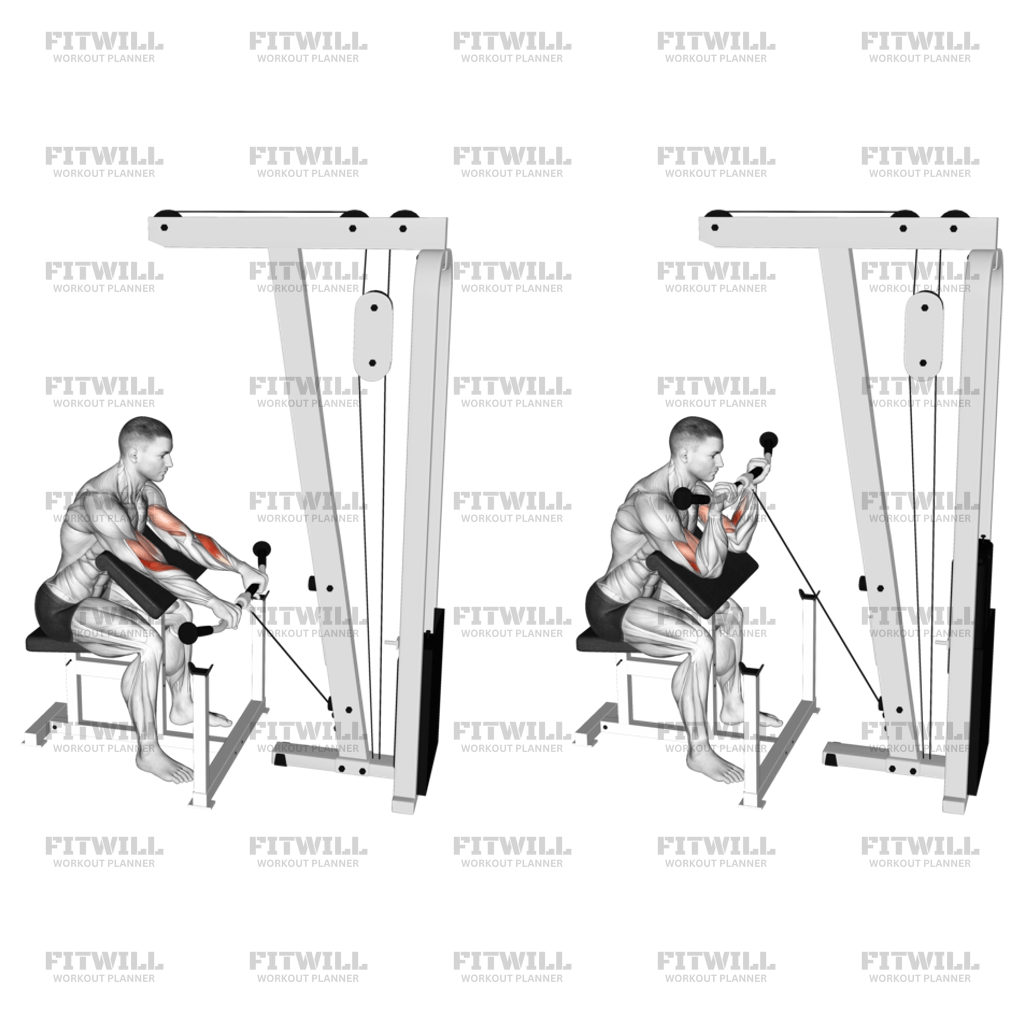 Cable Reverse Preacher Curl: Exercise Guide, Video, Techniques ...