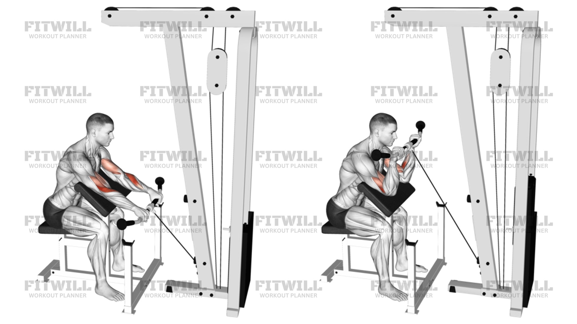 Cable Reverse Preacher Curl: Exercise Guide, Video, Techniques ...