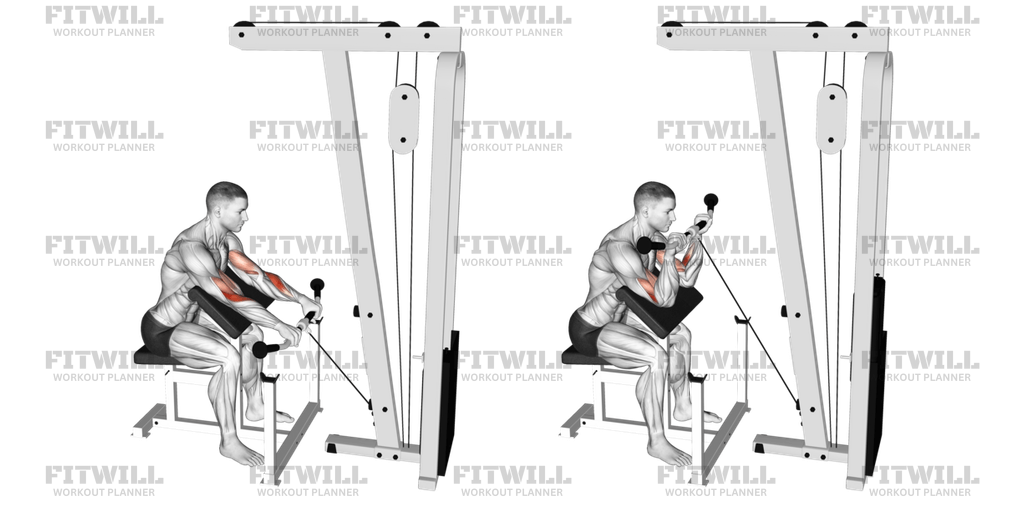 Cable Reverse Preacher Curl: Exercise Guide, Video, Techniques ...