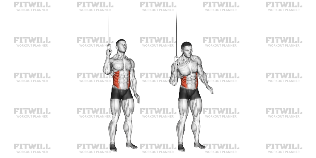 Crunch Lateral Con Cable: Guía de Ejercicios, Técnicas, Beneficios ...