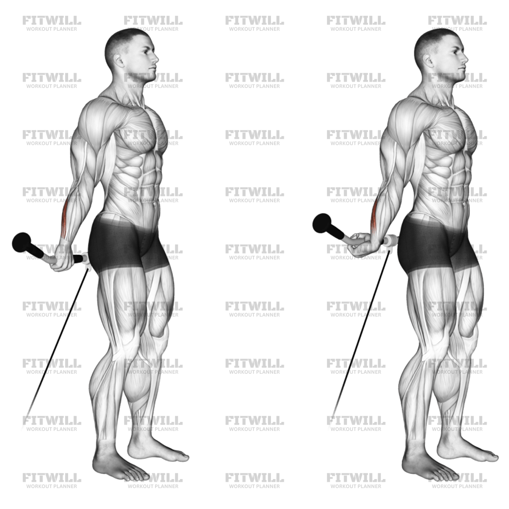 Cable Standing Back Wrist Curl Exercise Guide Techniques Benefits How To Muscles Worked
