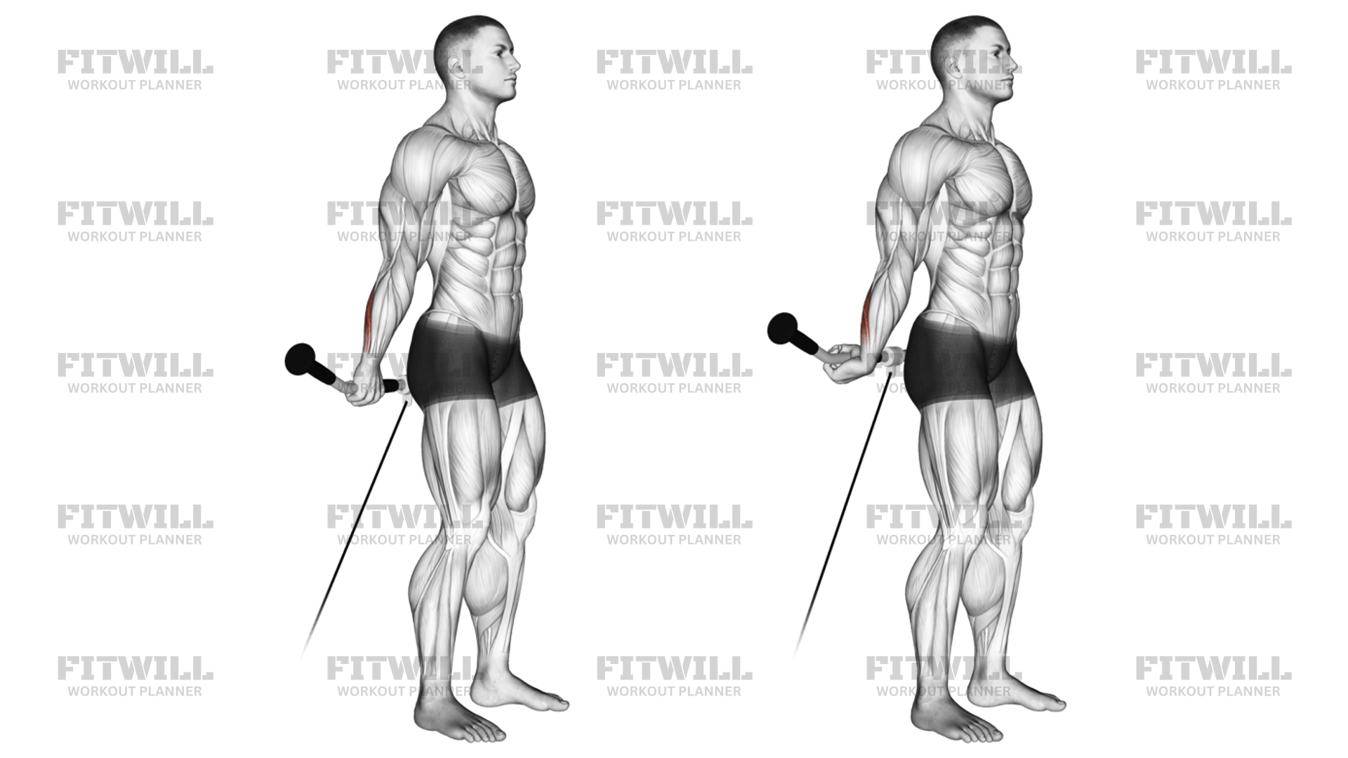 Cable Standing Back Wrist Curl: Exercise Guide, Techniques, Benefits ...
