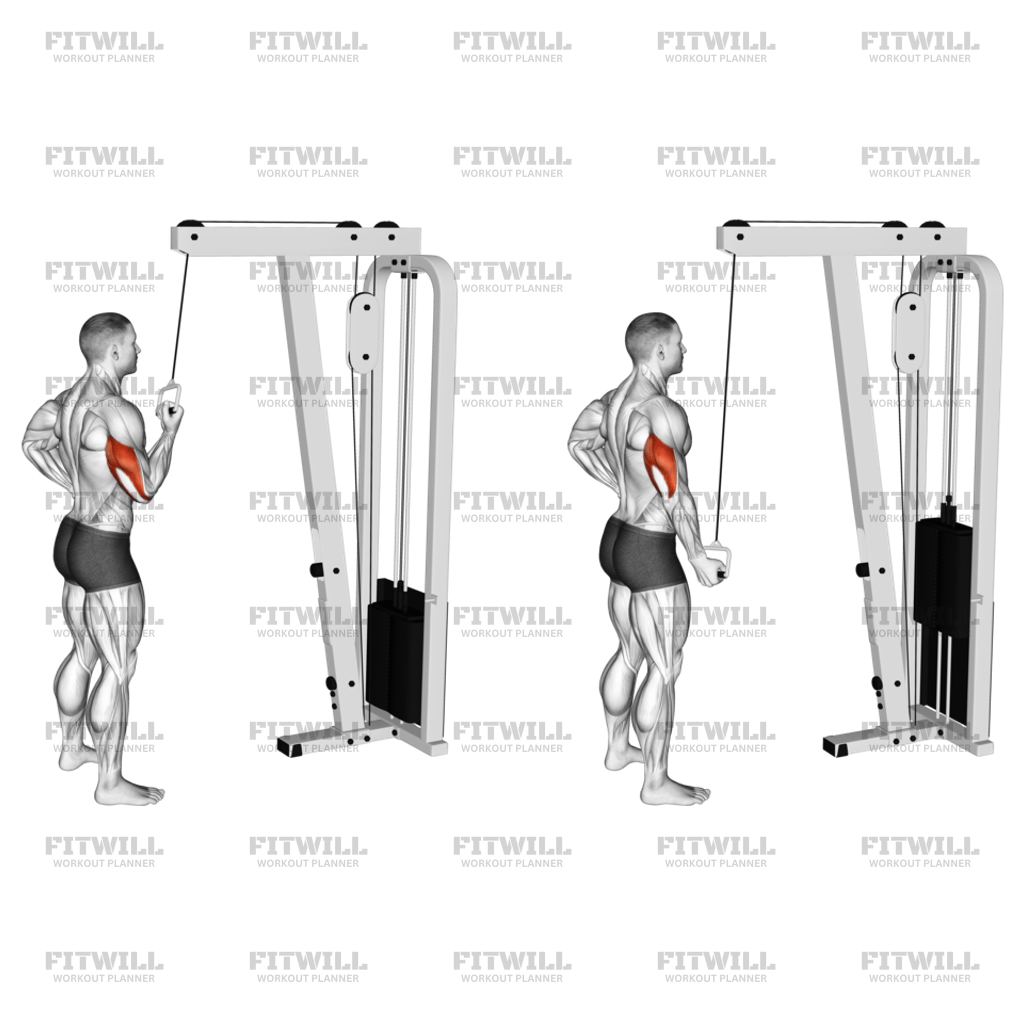 Cable Standing One Arm Triceps Extension: Exercise Guide, Video ...
