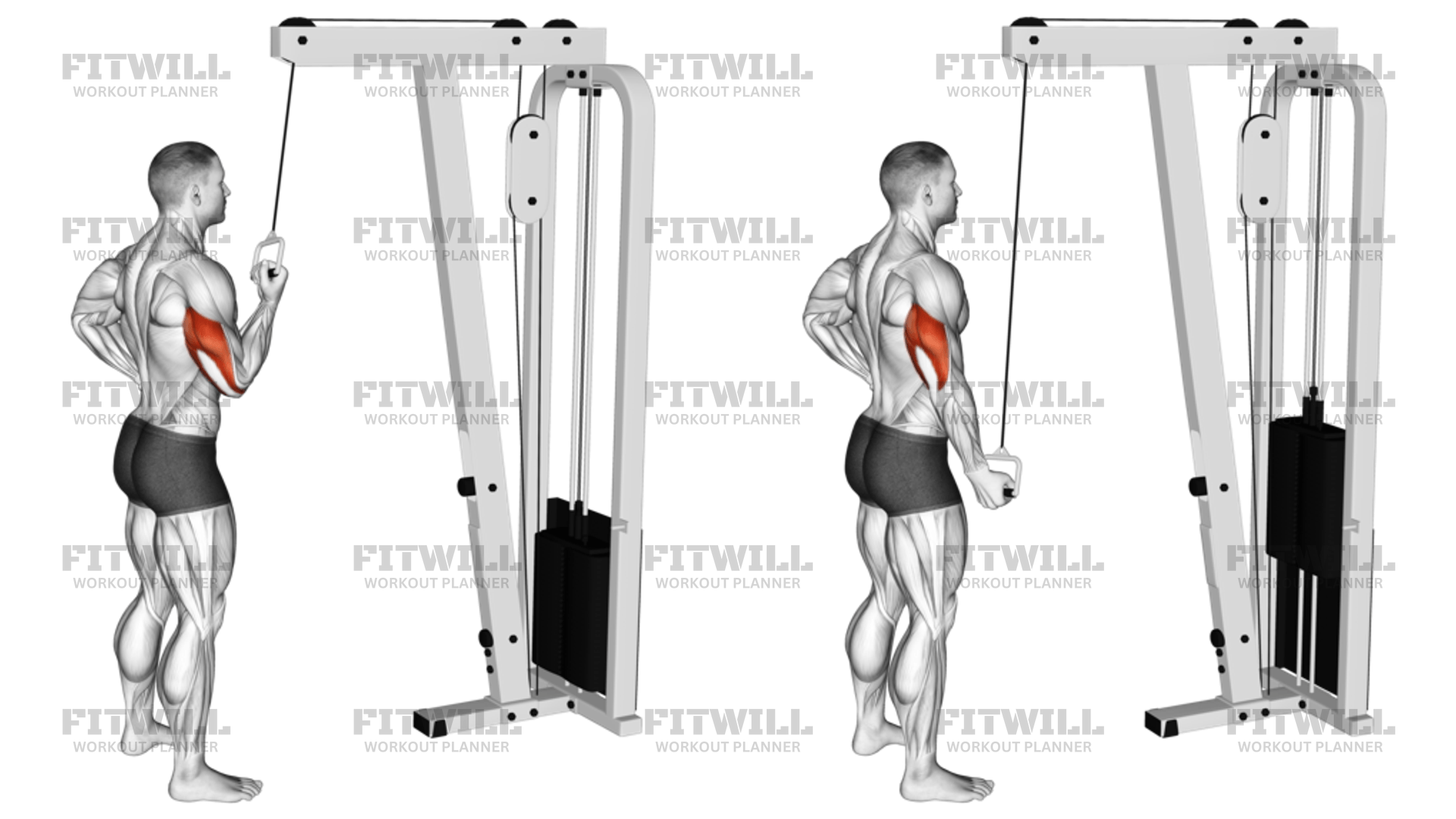 Cable Standing One Arm Triceps Extension: Exercise Guide, Video ...