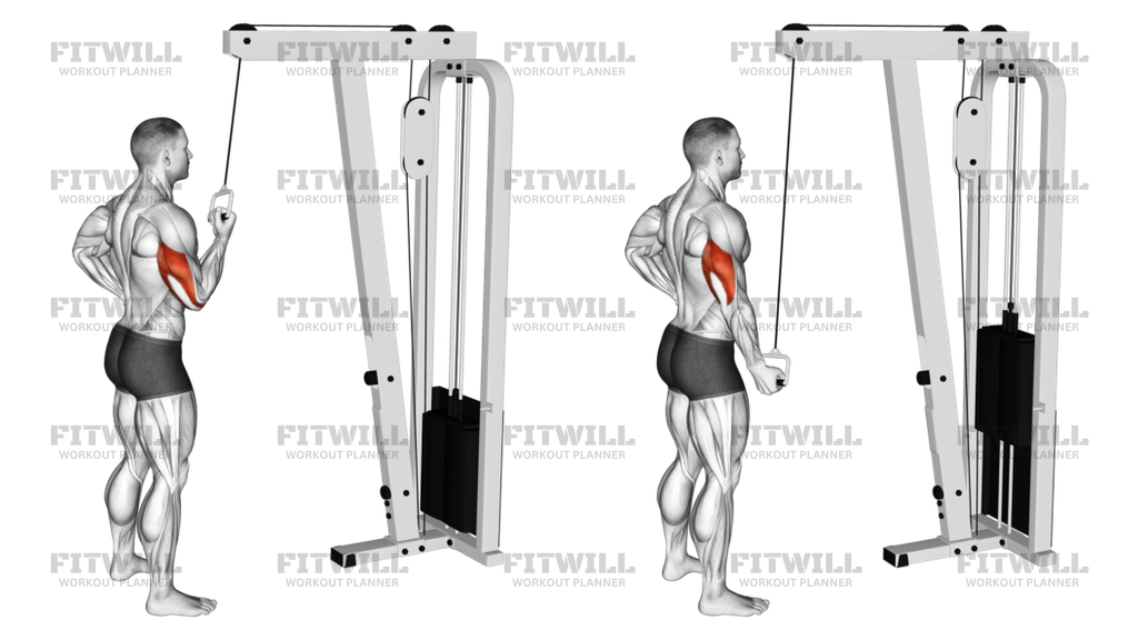 Cable Standing One Arm Triceps Extension: Exercise Guide, Video ...