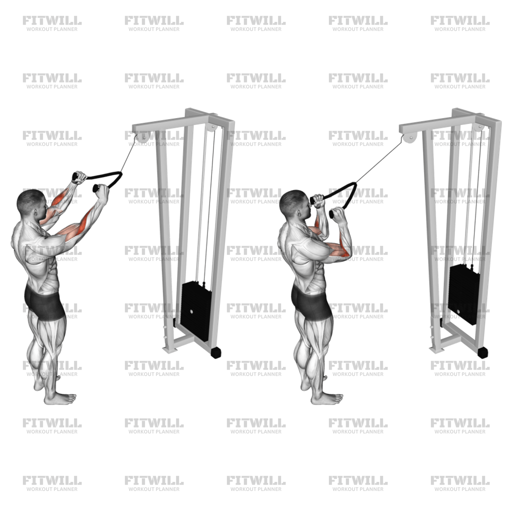 Cable Standing Pulldown with Rope Exercise Guide Techniques Benefits How to Muscles Worked Tips Tricks Fitwill