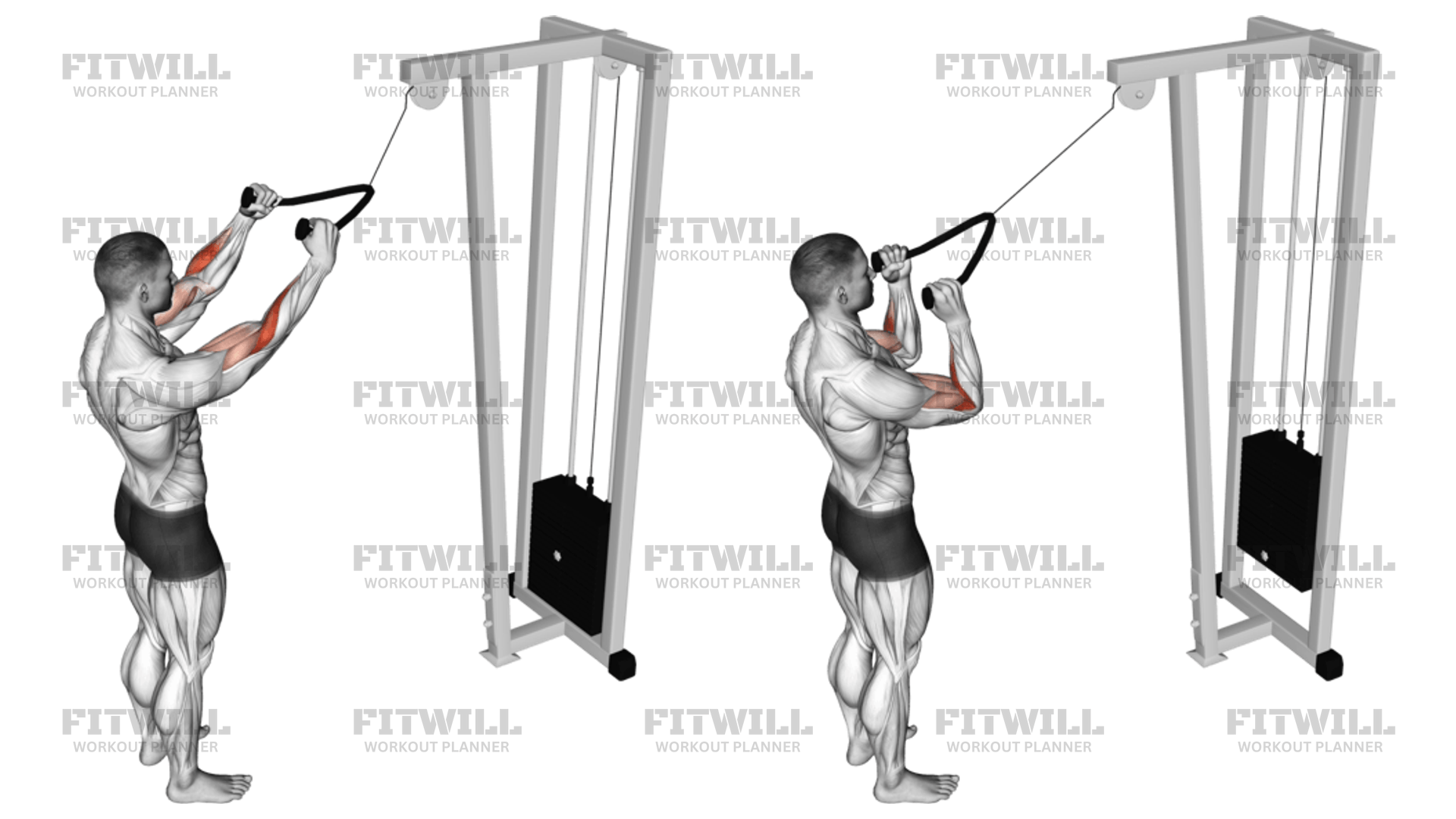 Cable Standing Pulldown (with Rope): Exercise Guide, Techniques ...