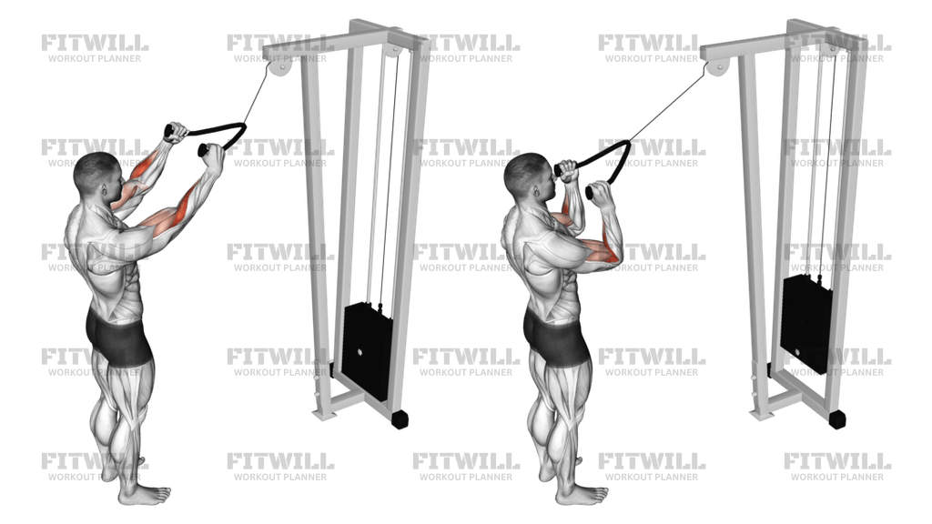 Cable Standing Pulldown (with Rope): Exercise Guide, Techniques ...