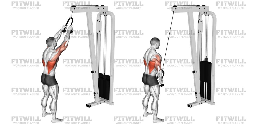 Cable Straight Arm Pulldown (with Rope): Exercise Guide, Video, Techniques, Benefits, How to ...
