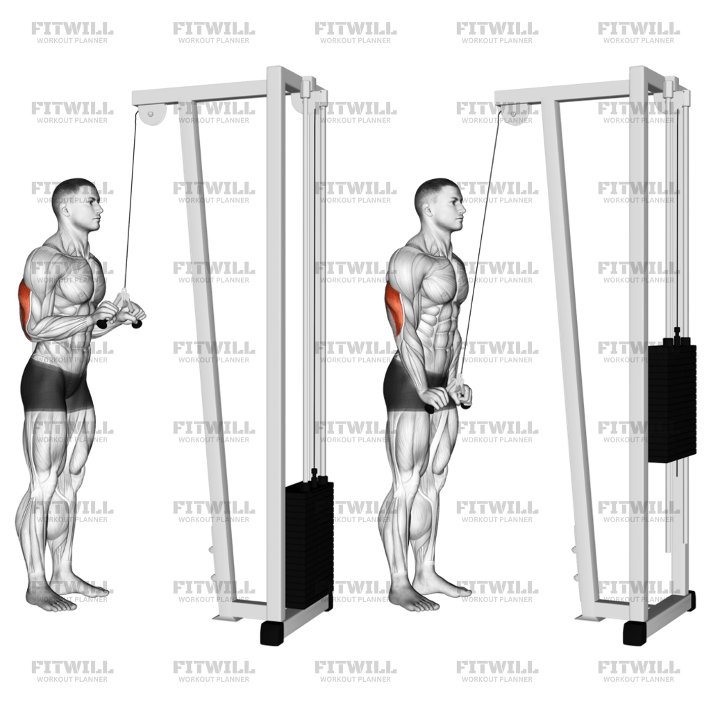 Cable V-Bar Triceps Pushdown: Exercise Guide, Video, Techniques ...