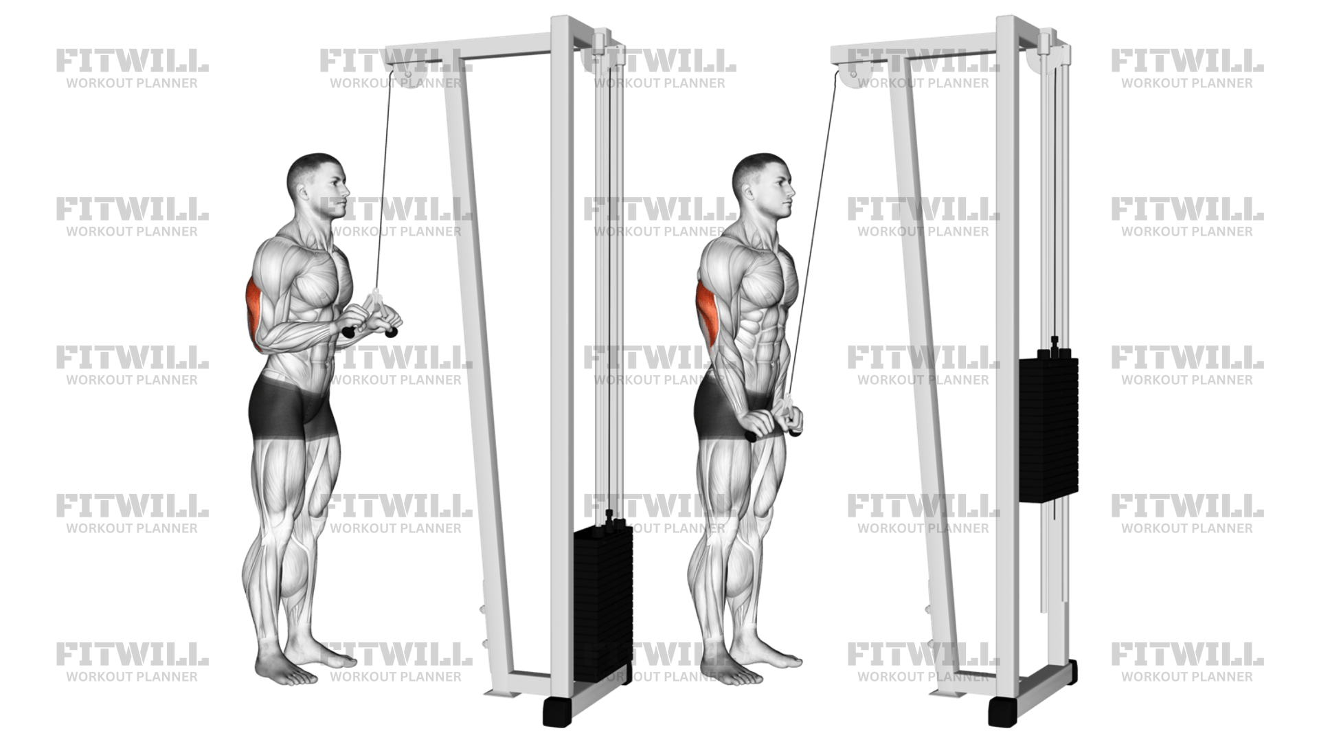 Cable V-Bar Triceps Pushdown: Exercise Guide, Video, Techniques ...