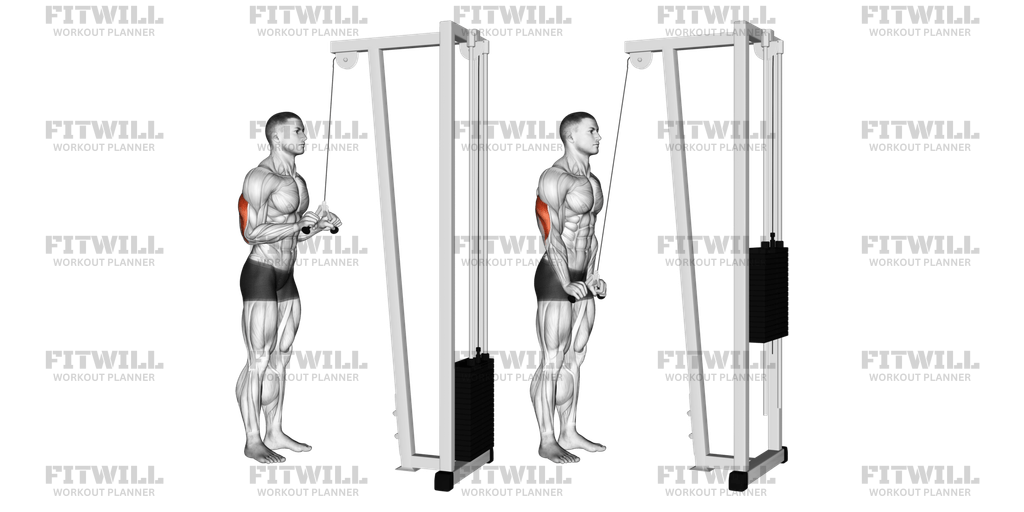 Cable V-Bar Triceps Pushdown: Exercise Guide, Video, Techniques ...