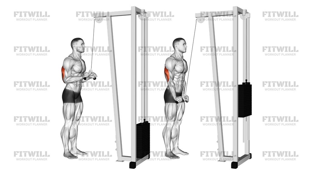Cable V-Bar Triceps Pushdown: Exercise Guide, Video, Techniques, Benefits, How to, Muscles ...