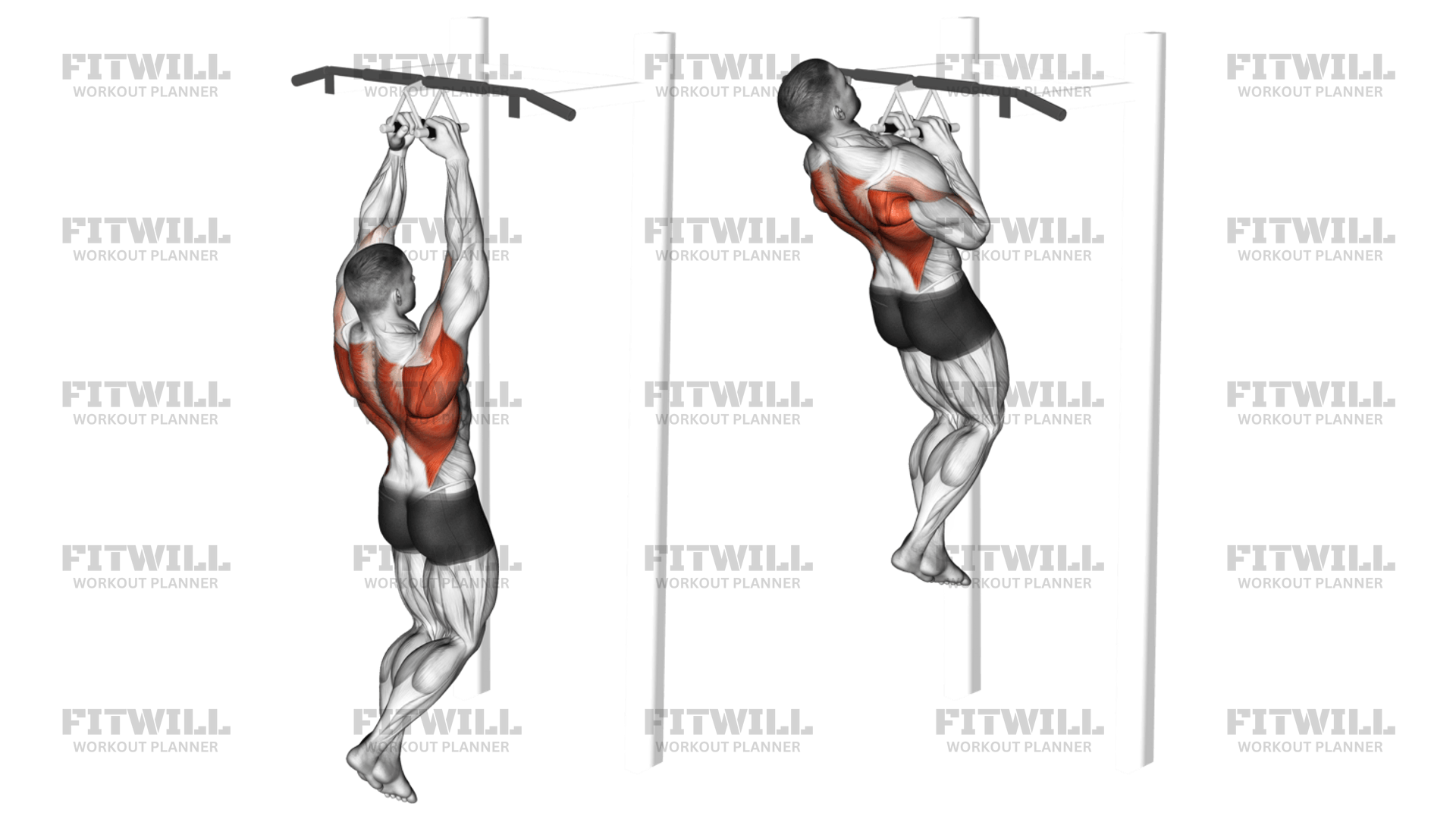 Chin-ups (narrow Parallel Grip): Exercise Guide, Video, Techniques ...