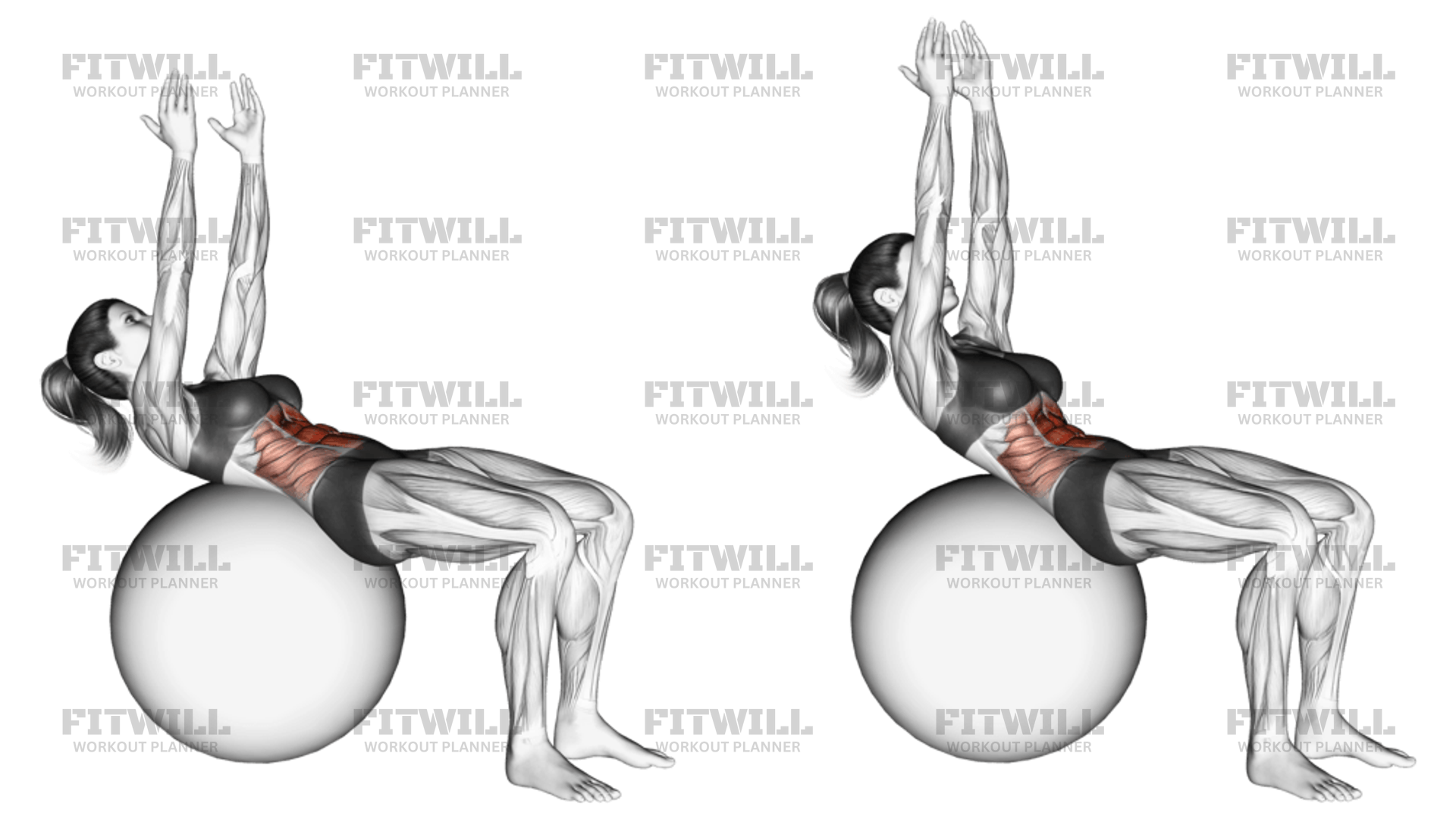 Crunch (on Stability Ball, Arms Straight): Exercise Guide, Techniques ...
