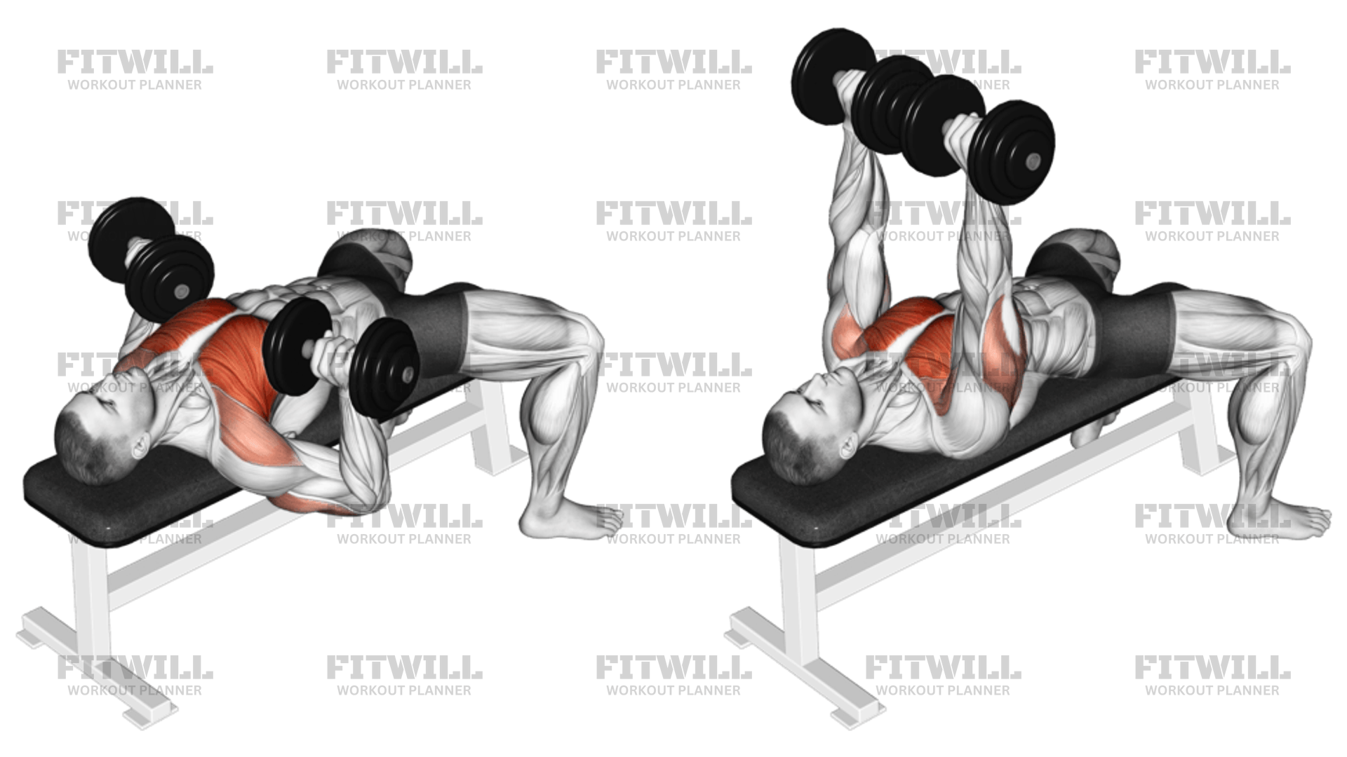 Ultimate Dumbbell Chest Workout for Mass and Definition | Workout ...