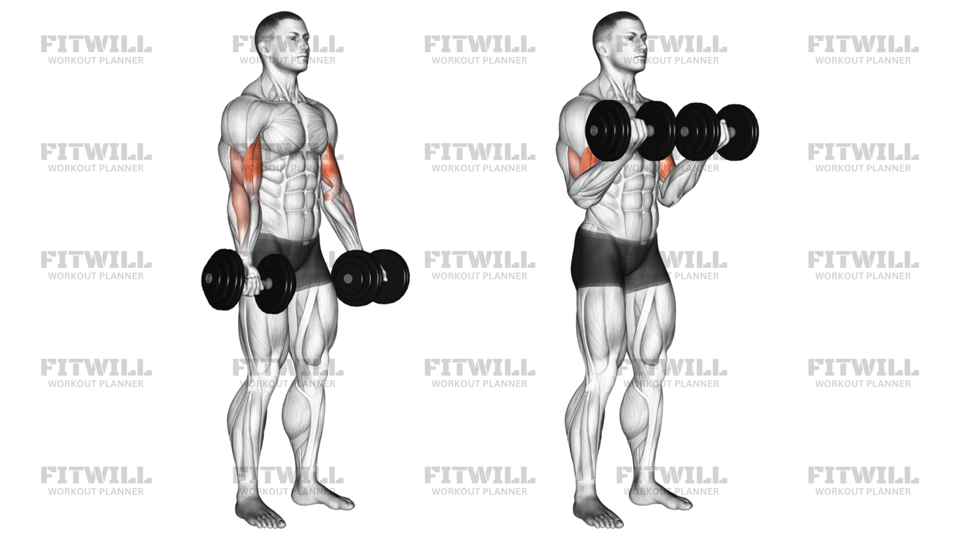 Dumbbell Biceps Curl: Exercise Guide, Video, Techniques, Benefits, How ...